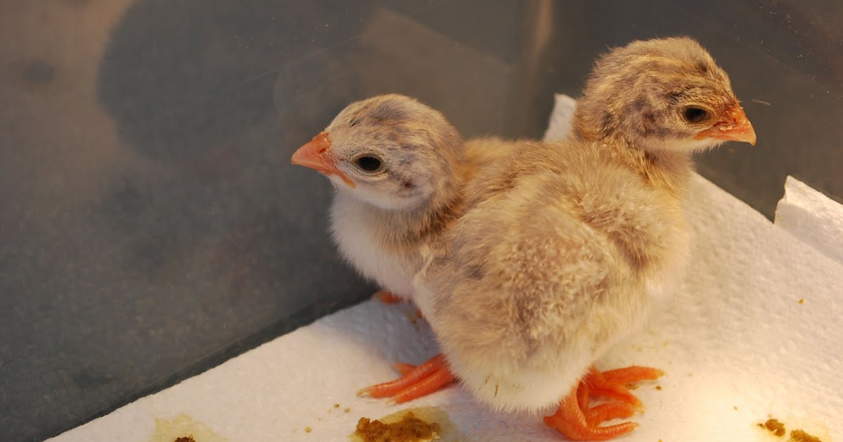 our Uncity life: Two Keets Left