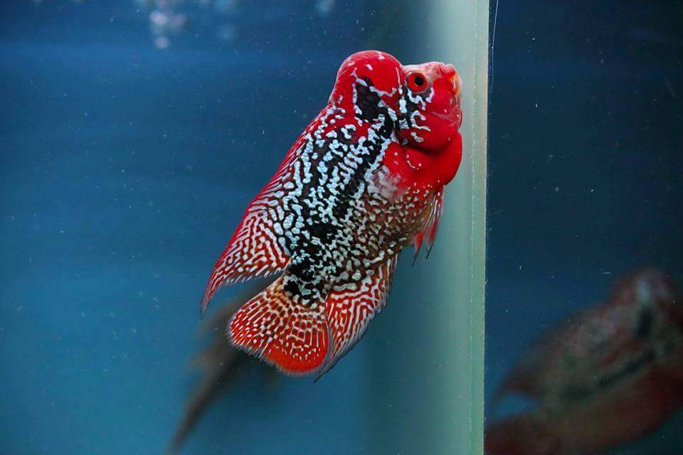 Knowing Difference Between Kamfa And King Kamfa