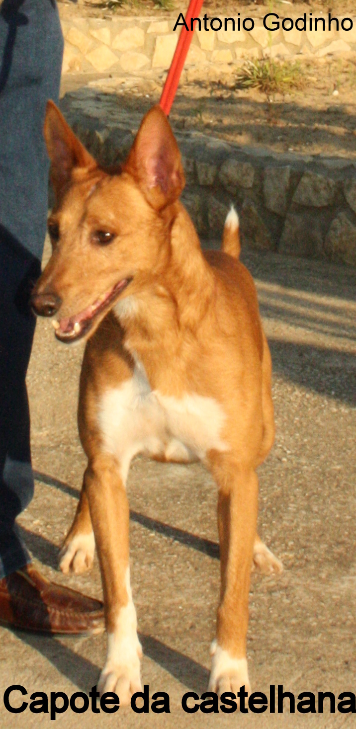 Canil do Coelho: Estalão da Raça Podengo Português