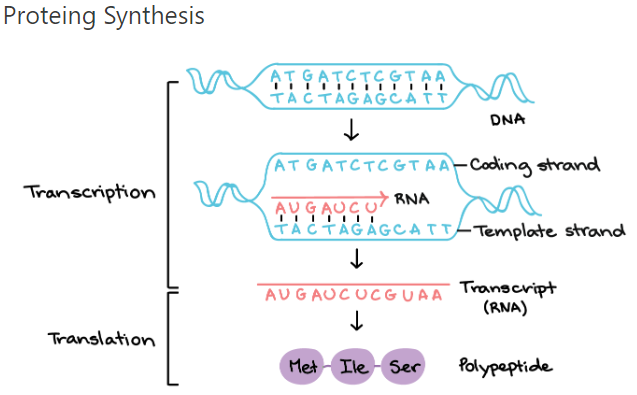 [J-sec] Protein Sequence Analysis of Covid19 using BioPython