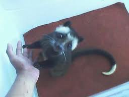 Jenis-jenis Musang :MUSANG LOVERS INDONESIA ( MLI )