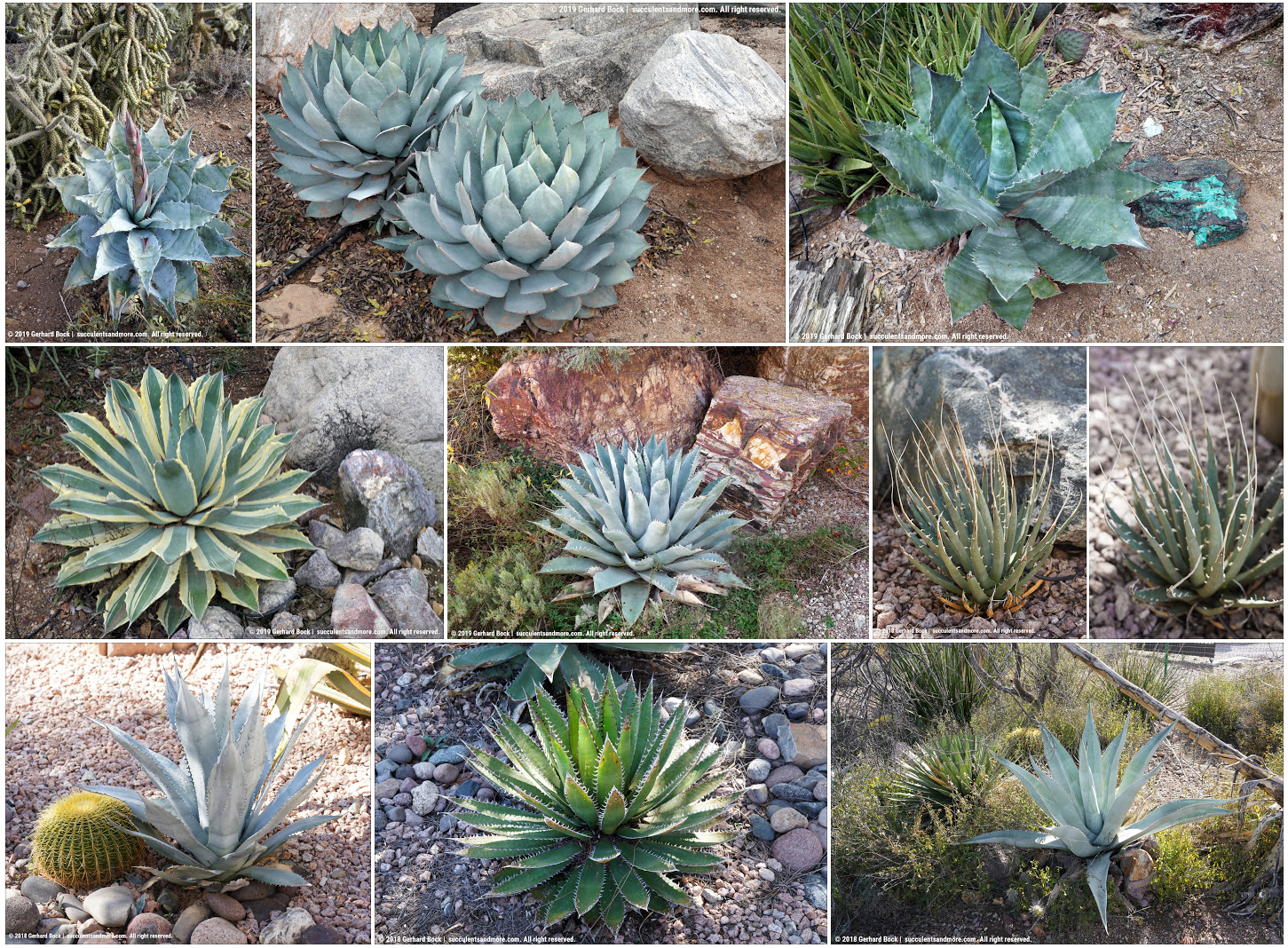 Agave photo overload