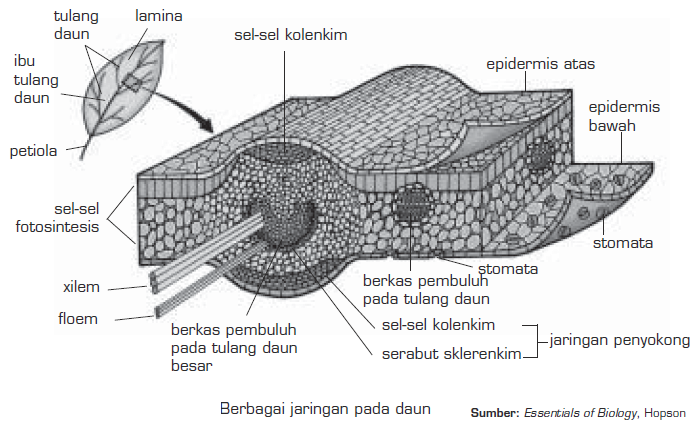 Jaringan Pada Daun (Epidermis, Mesofil, Jaringan Pembuluh), Fungsi ...