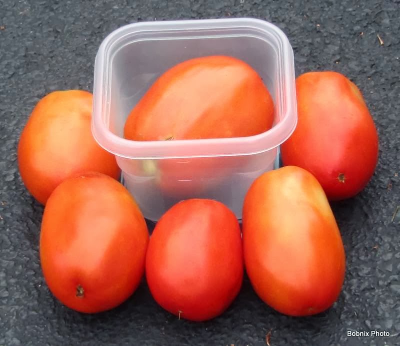 Blog of an Ancient Gardener: Tomato Patch: Buckets of SuperSauce