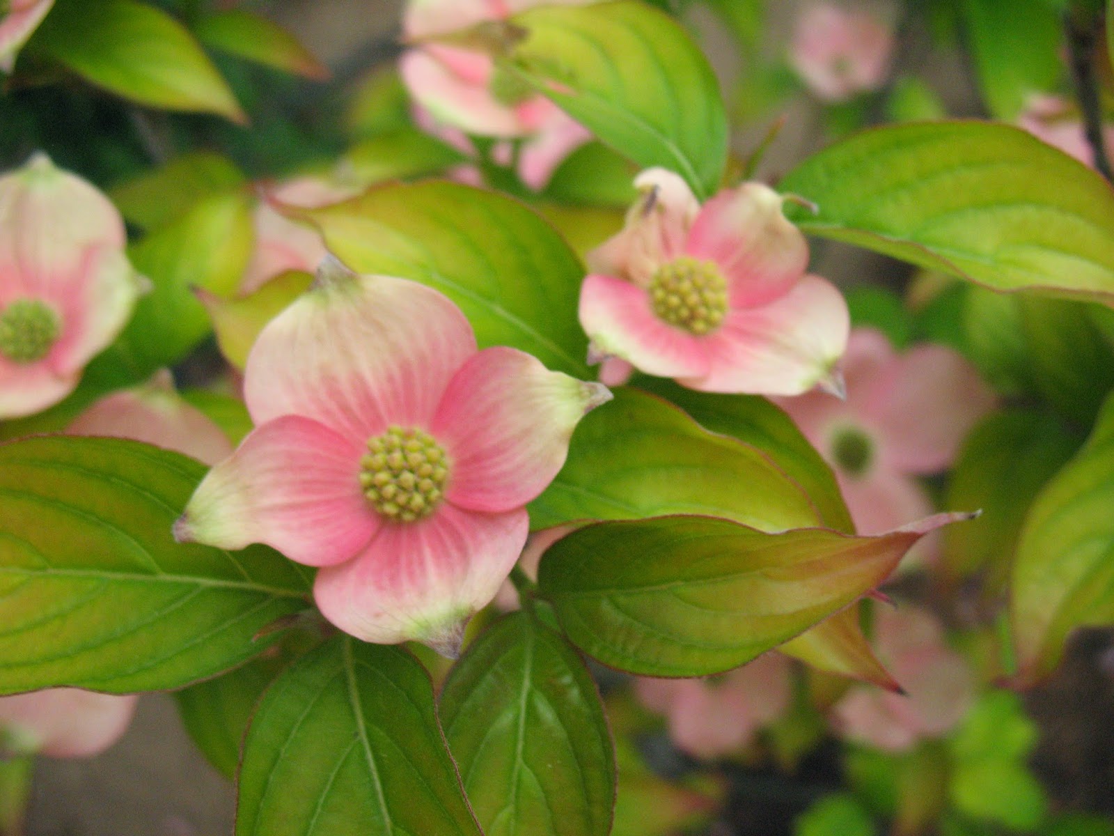 Roses du jardin Chêneland: Cornus rutgersensis "Stellar Pink"