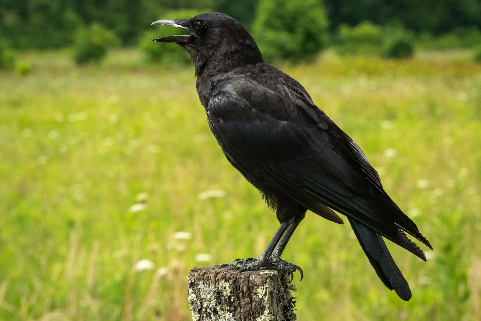 A Tree Falling: Great Smoky Mountains National Park: Cades Cove