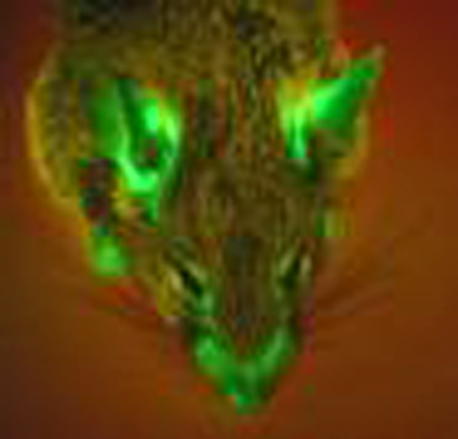 Méduses: GFP