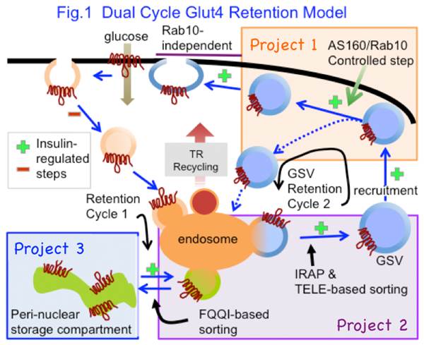 Glut4 Molecule