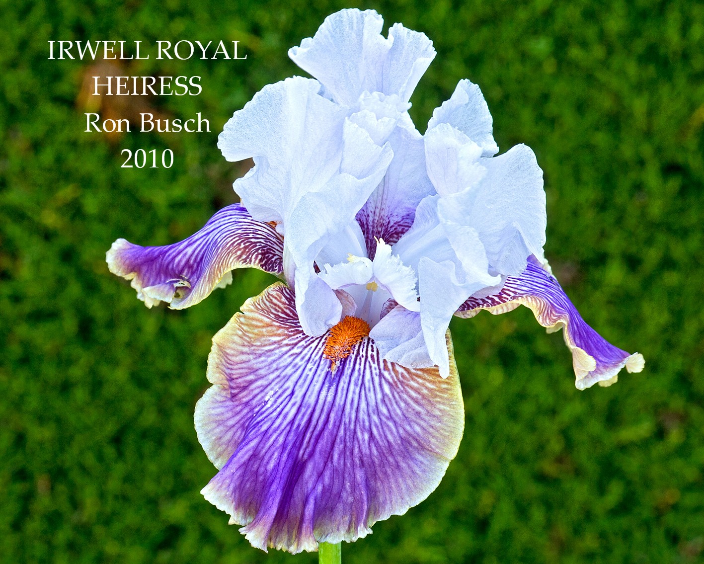 New Zealand Tall Bearded Iris 'IRWELL ROYAL HEIRESS' ~ HERITAGE IRISES