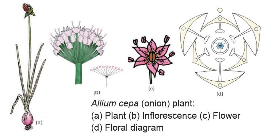 Morphology of Flowering Plants - Notes | Class 11 | Part 6: Plant families