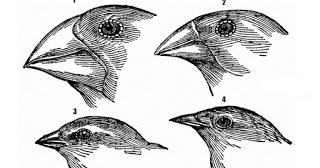 Evolutionary Pressures in Mammals