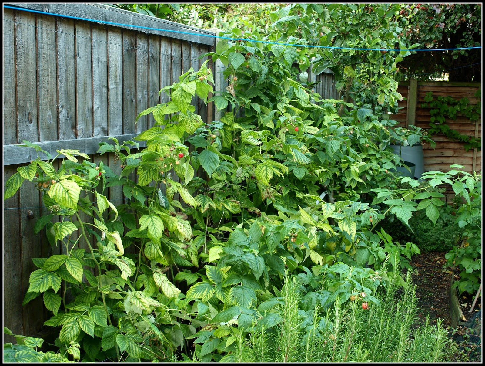 Mark's Veg Plot: "Autumn Bliss" Raspberries