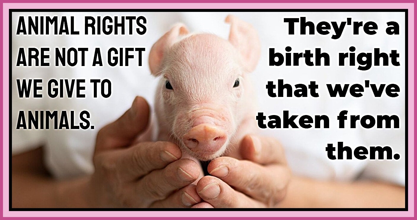 VEGANISM: A TRUTH WHOSE TIME HAS COME: 100 Vegan & Animal Rights Memes ...