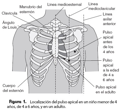 CARDIOLOGIA: area precordial