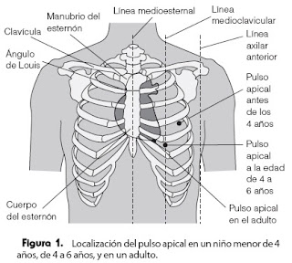 CARDIOLOGIA: area precordial