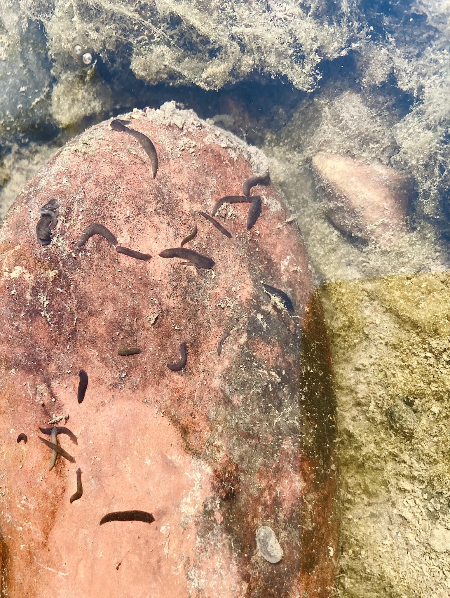 Fly Fishing with Cat Toy