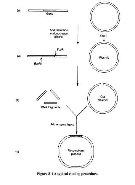 Recombinant DNA Technology | BIOLOGI