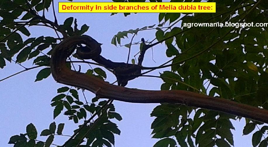 Agroforestry - A blog on Agrihortisilviculture: Apical shoot deformity ...