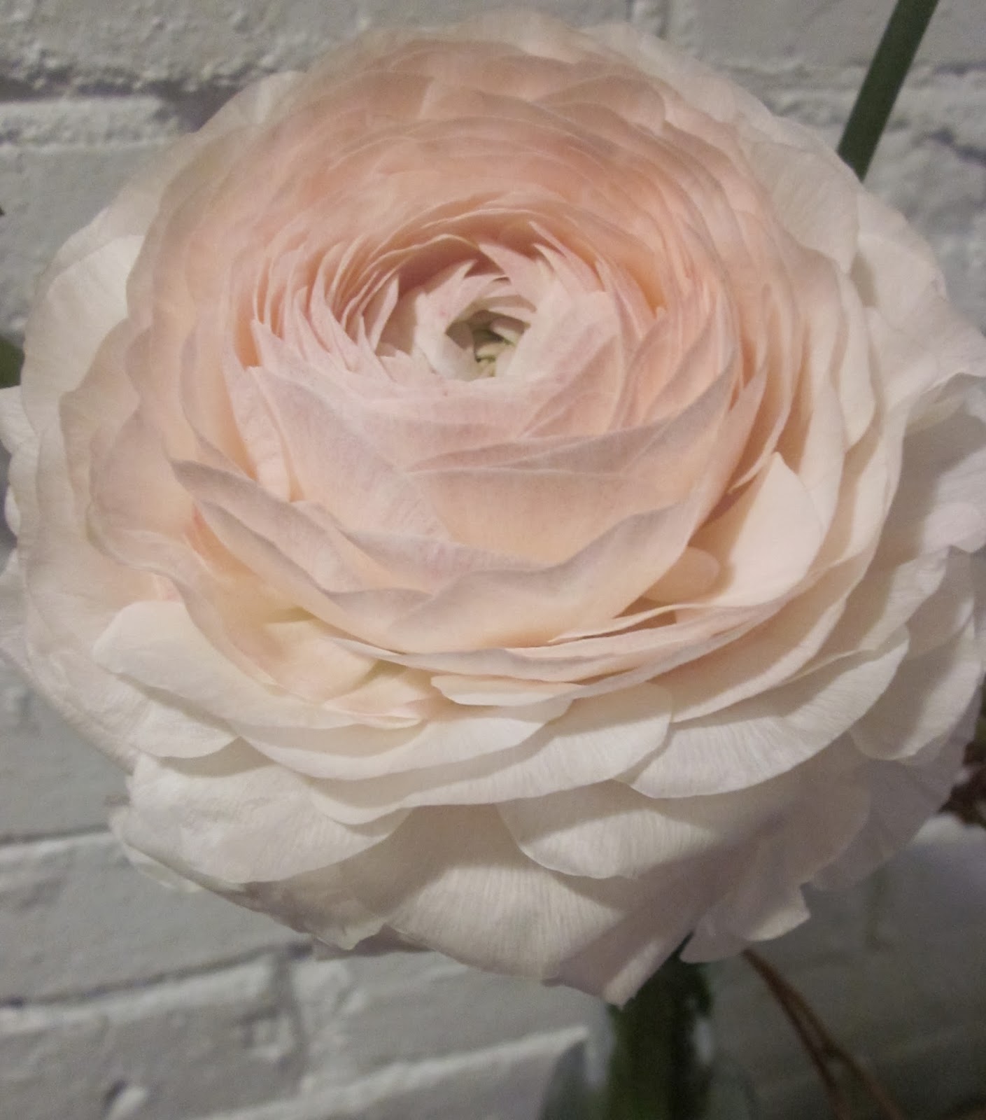 SmallButCharming: ( Minimal) Flowers In The House : February 2014