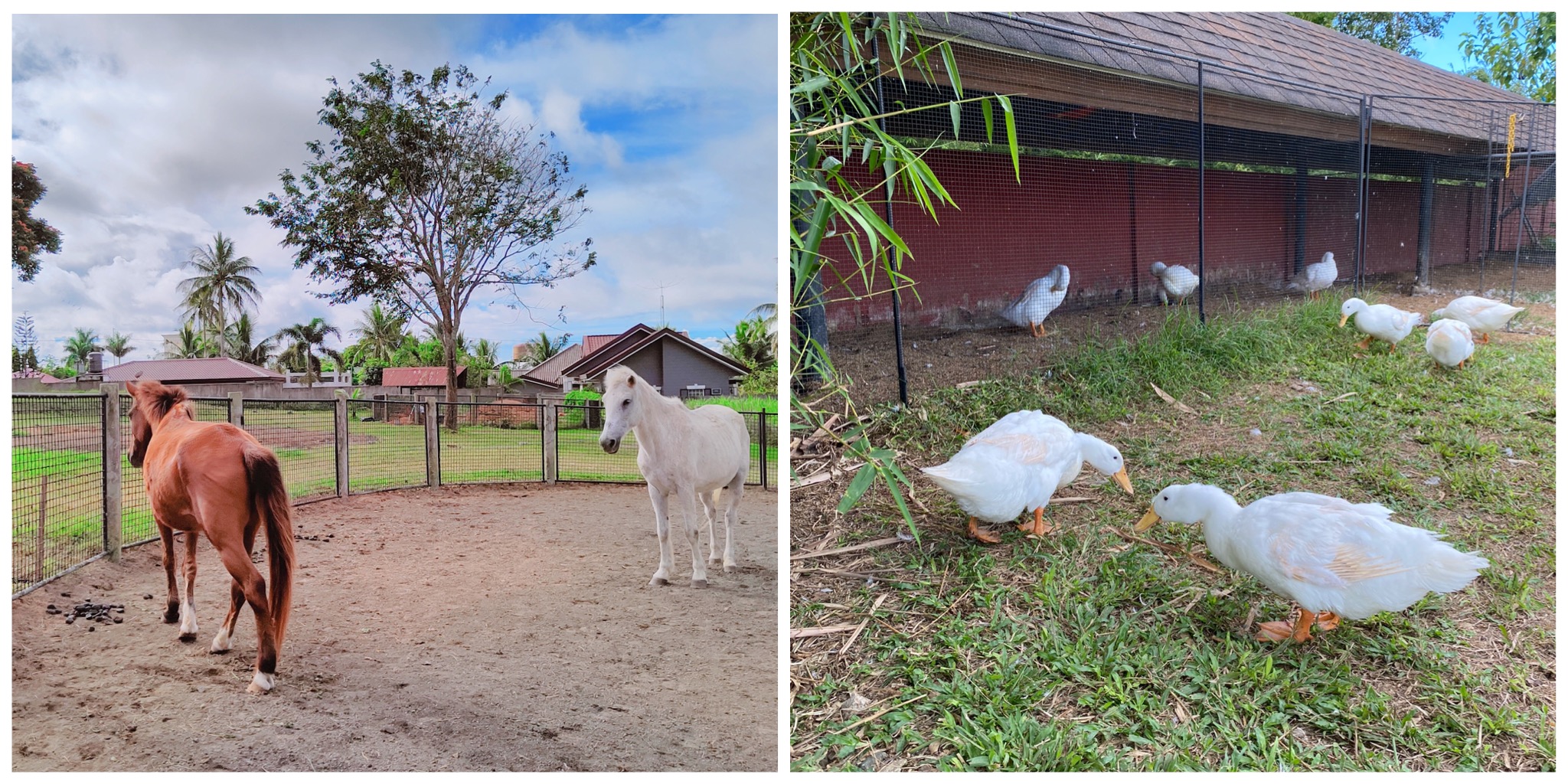 Family trip to Angel Fields Tagaytay - ARTSY FARTSY AVA