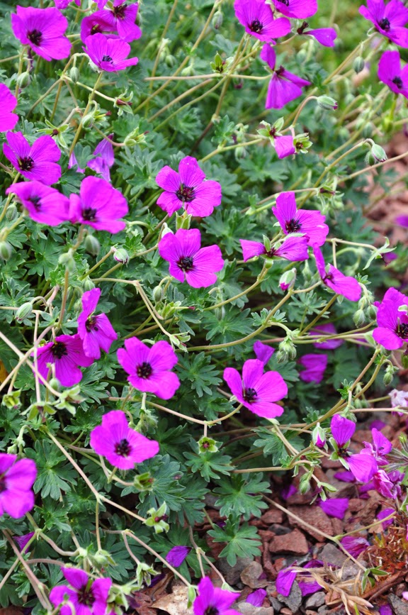 Three Dogs in a Garden: The Rock Garden, Part 2: Planting Notes