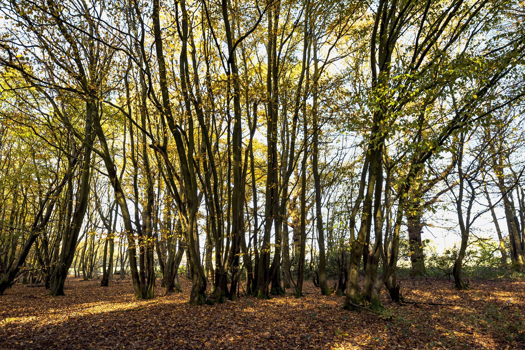 Enjoy your time with beautiful places: Harewoods