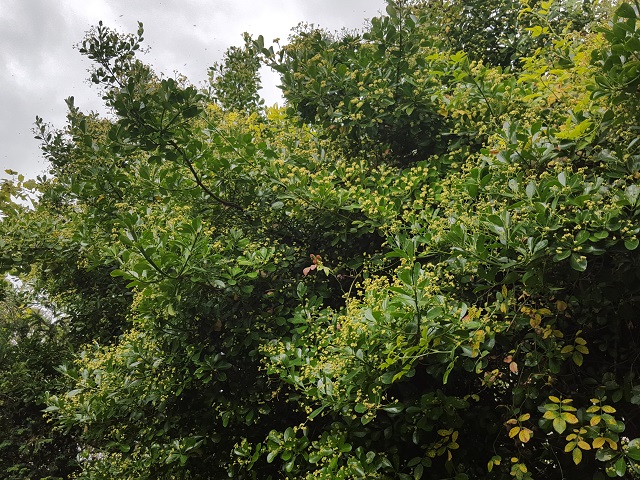 Le vieux Clos : Les Fusains