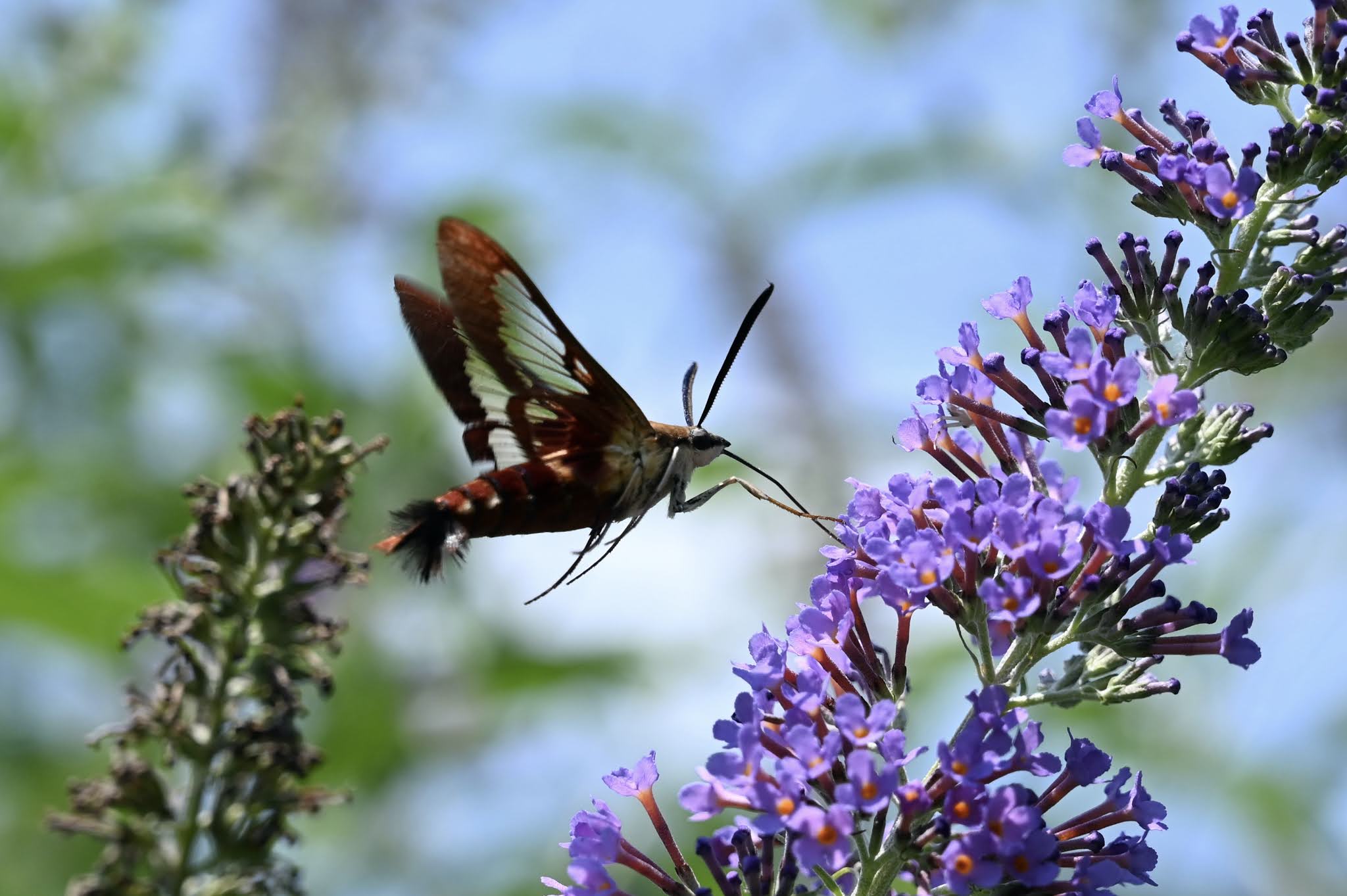 Urban Wildlife Guide: Hummingbird Moth