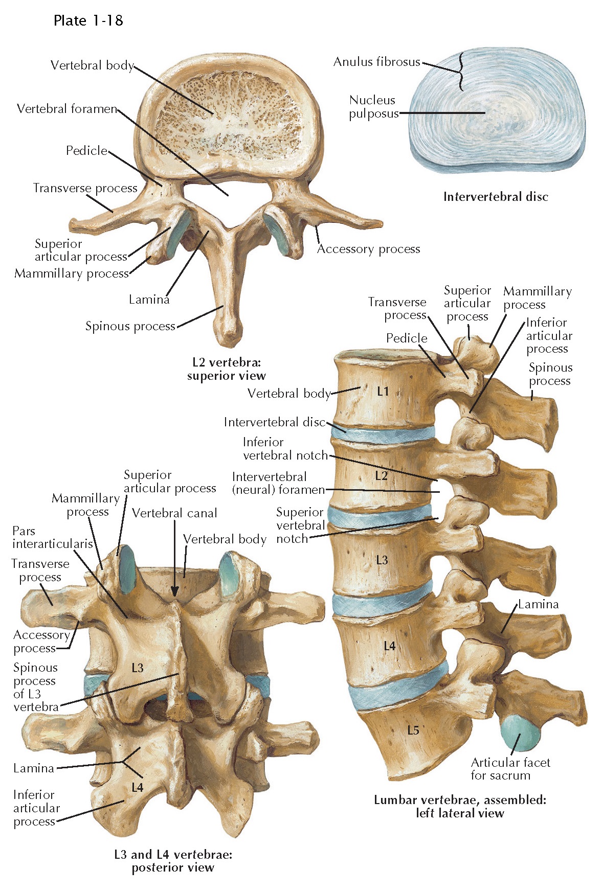 ANATOMY OF THE THORACOLUMBAR AND SACRAL SPINE - pediagenosis
