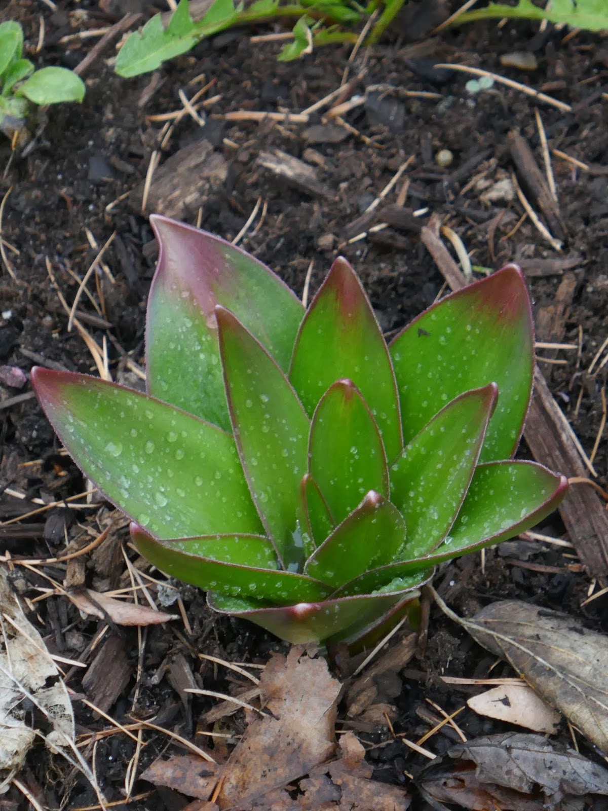 Chuck Does Art: Identifying bulbs growing in early spring by shoots