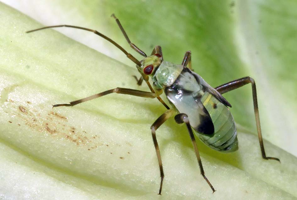 CABINET OF CURIOSITIES: A mirid bug nymph in my vegetable delivery