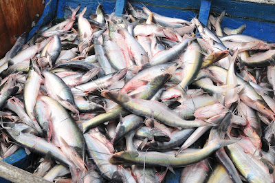 Manaquiri-AM: PESCA DO MAPARÁ - TEMPORADA 2012