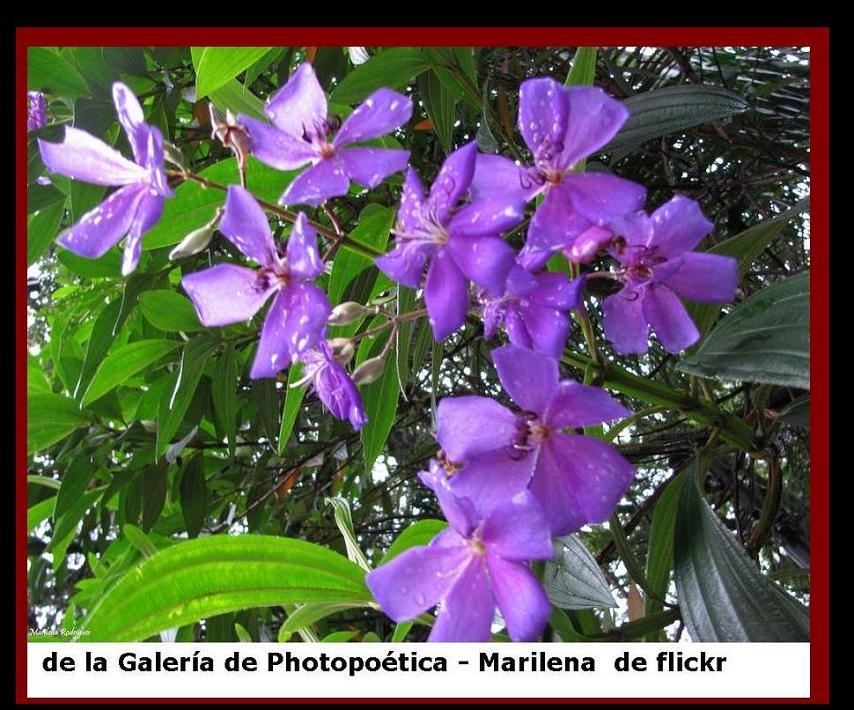 CADA DIA UNA FLOR: una flor de mariela de flickr para mi grupo cada dia ...