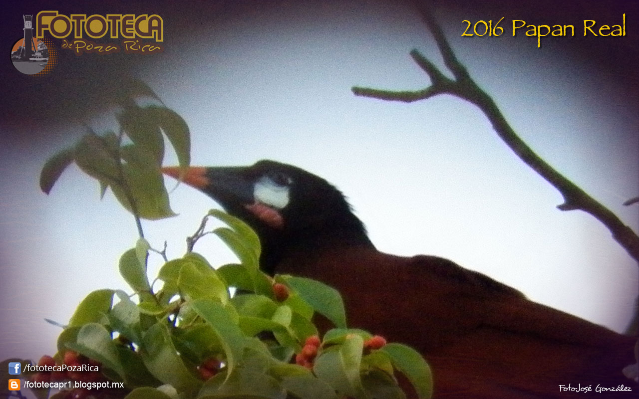 Fototeca de Poza Rica: Papan Real