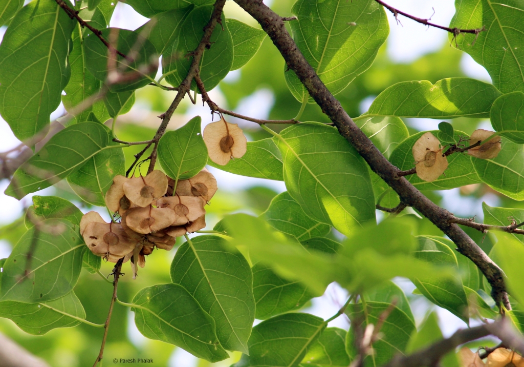 Gifting Trees...: The Complete Elm!