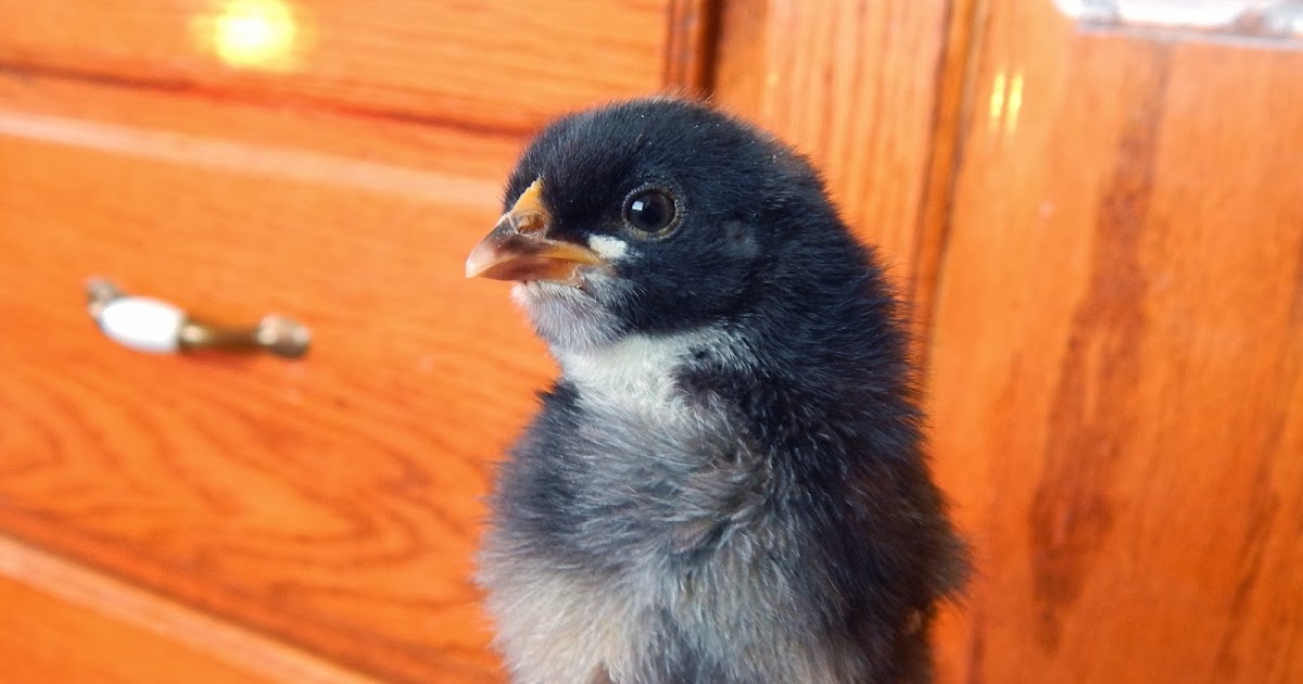 Large Family Learning : Raising Baby Chicks, Week 1, Part 2: Crazy ...