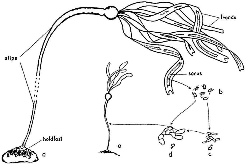 Law of The Fast: More about the Pineal Gland
