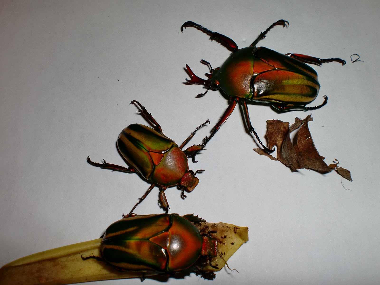 INSECT PLANET: Coleotteri