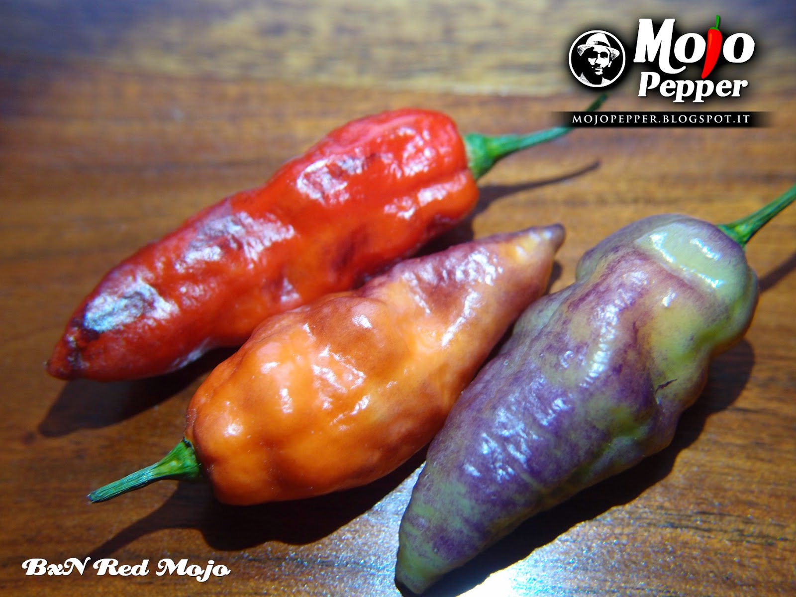 The Mojo Pepper - Just a Chili Pepper grower: Red Mojo Bhut x Neyde