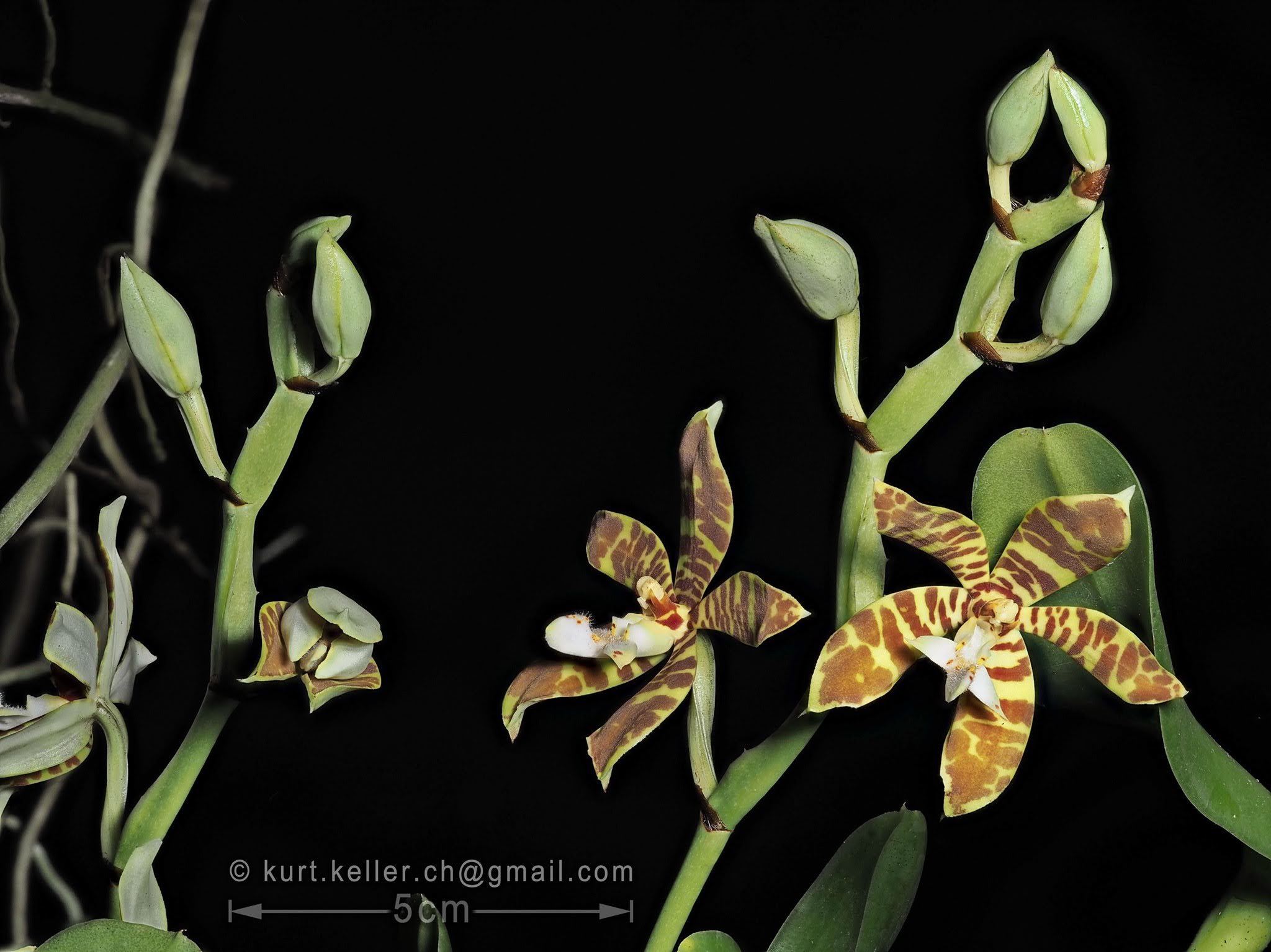 Trichoglottis fasciata Rchb.f.