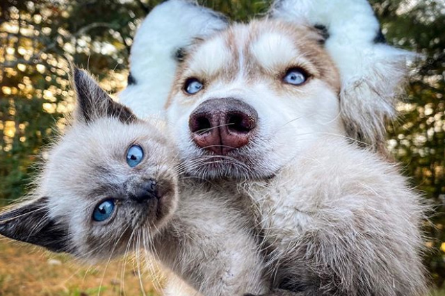 Husky se convierte en heroína al salvar una camada de gatitos. - Mundo ...