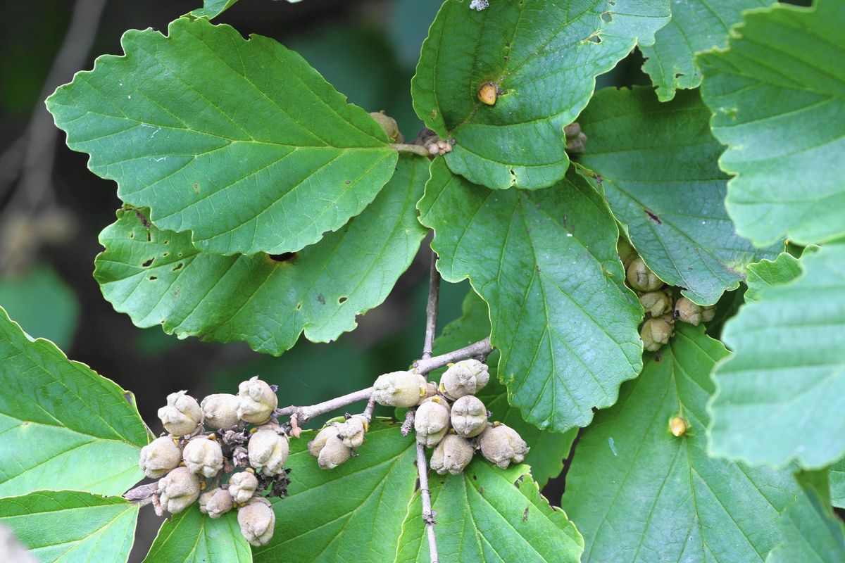 DOSAGE OF THE USE OF HERBAL MEDICINES: WITCH HAZEL (Hamamelis ...
