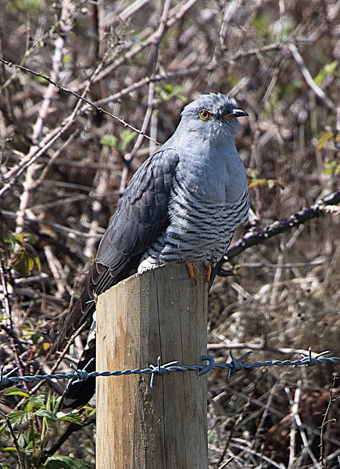 Alan James Photography : Cuckoo Crazy