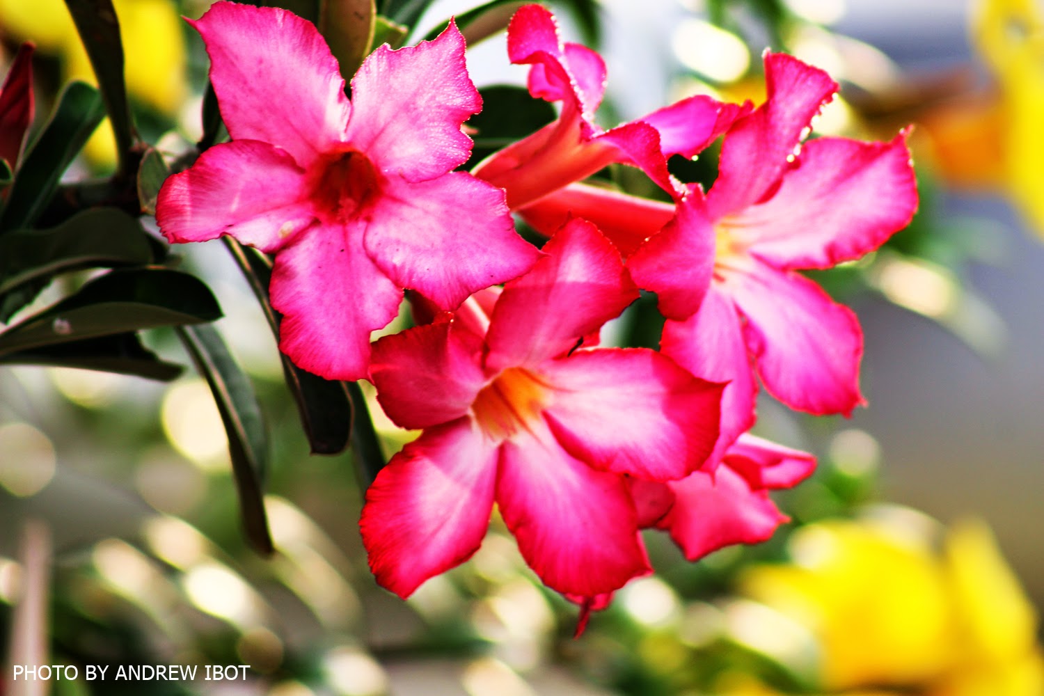 Ako si ANDREW IBOT!: Kalatsutsi (Plumeria acuminata Ait)
