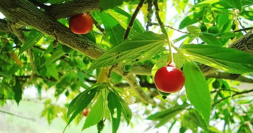 Health Awareness Tips: Superfruit Panama Berry