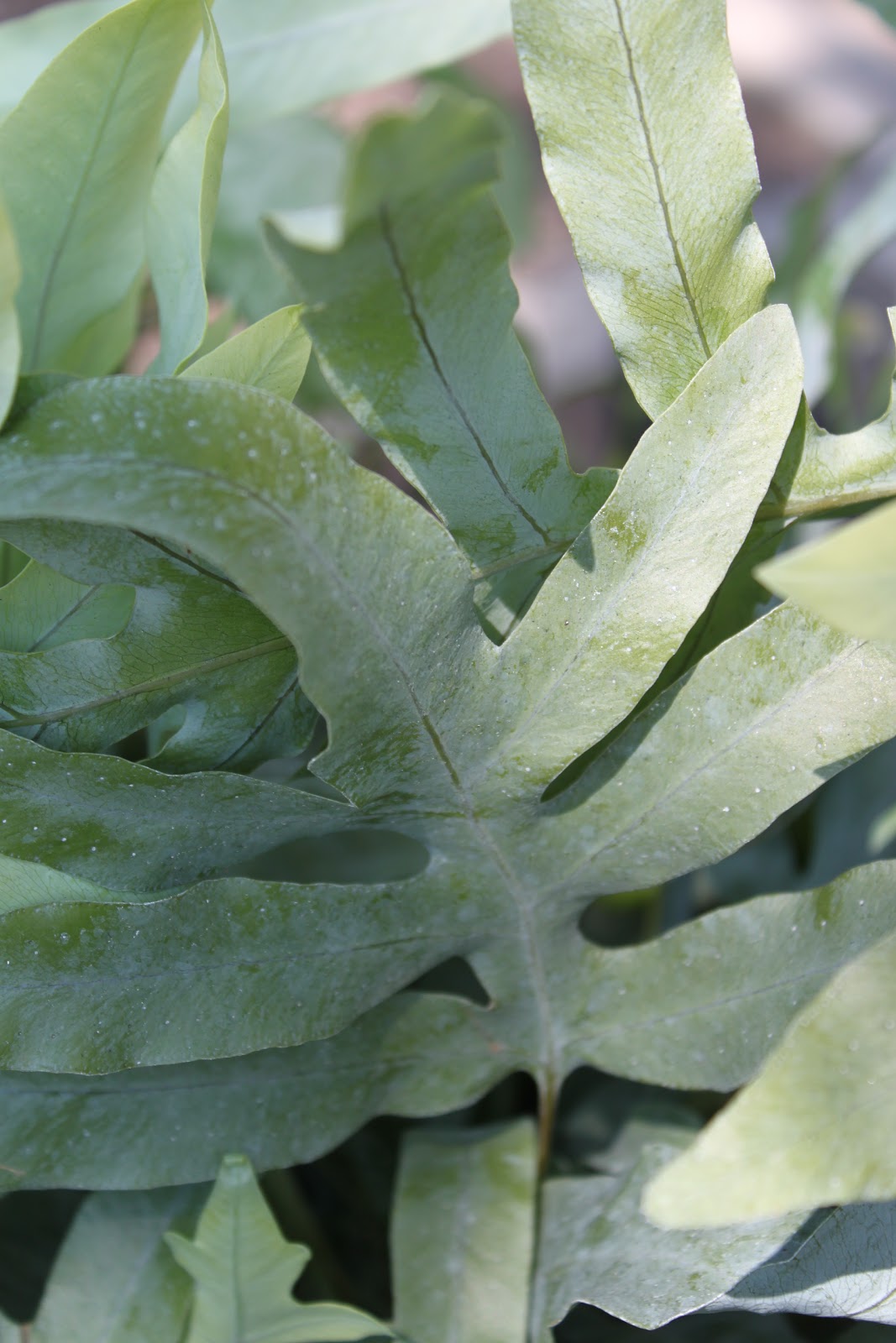 Garden Containers in Madison, Georgia: Great Ferns With Fun Names