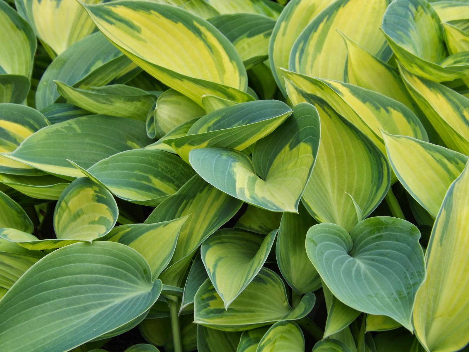 Le Jardin de la Salamandre: Hosta 'June'