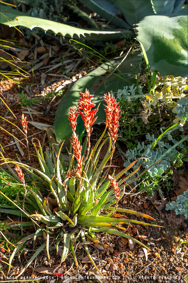 All our aloes want is some ☀️