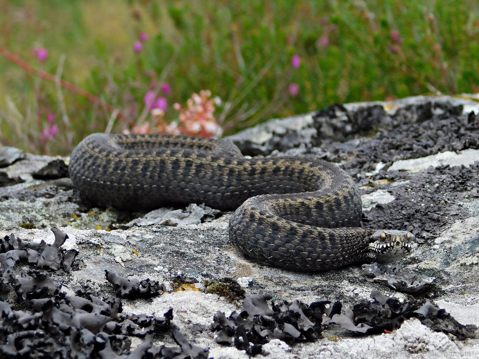 (Paleo-)Herpetología: Vipera seoanei - Víbora cantábrica
