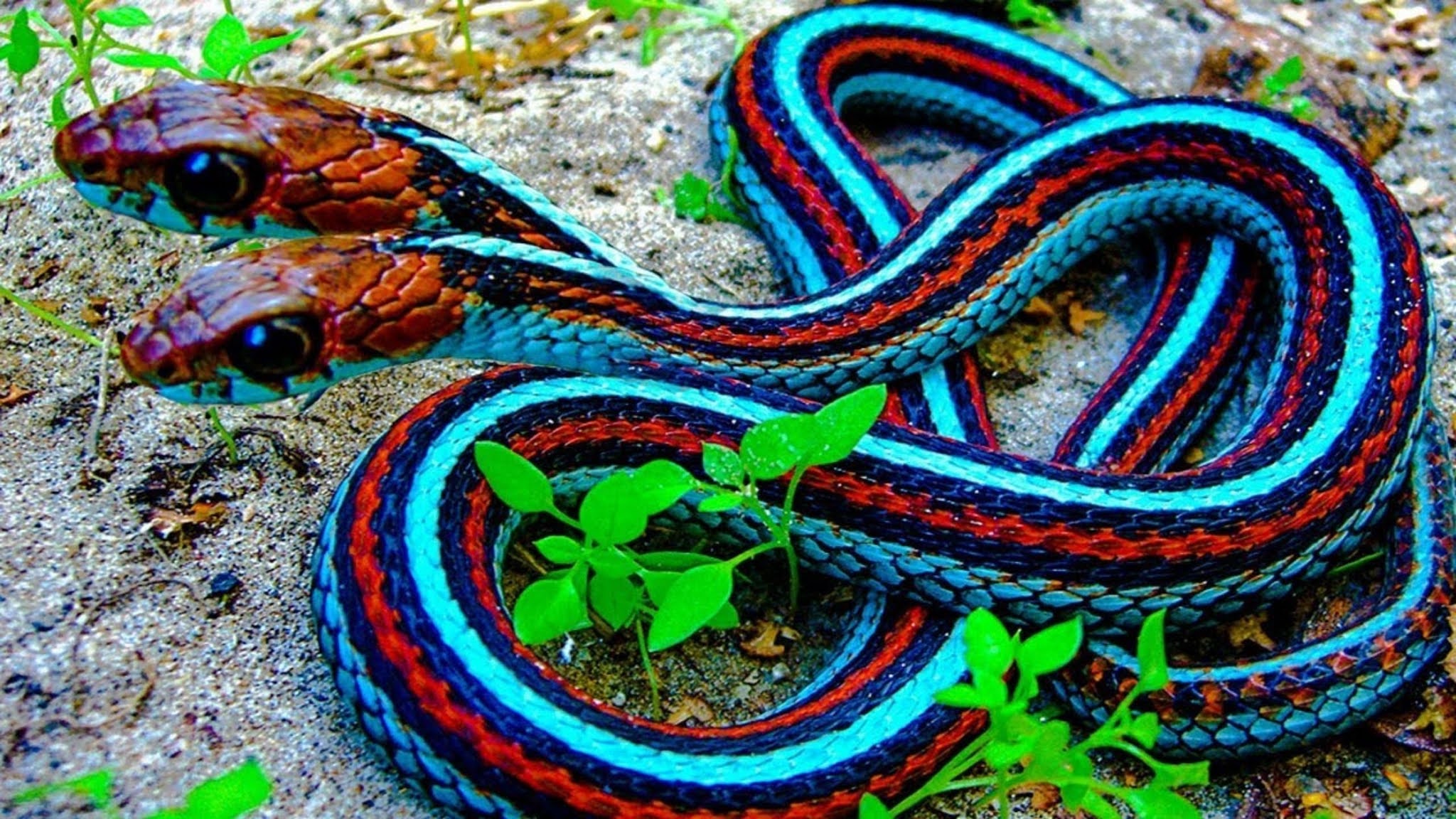 AS COBRAS MAIS BONITAS DO MUNDO